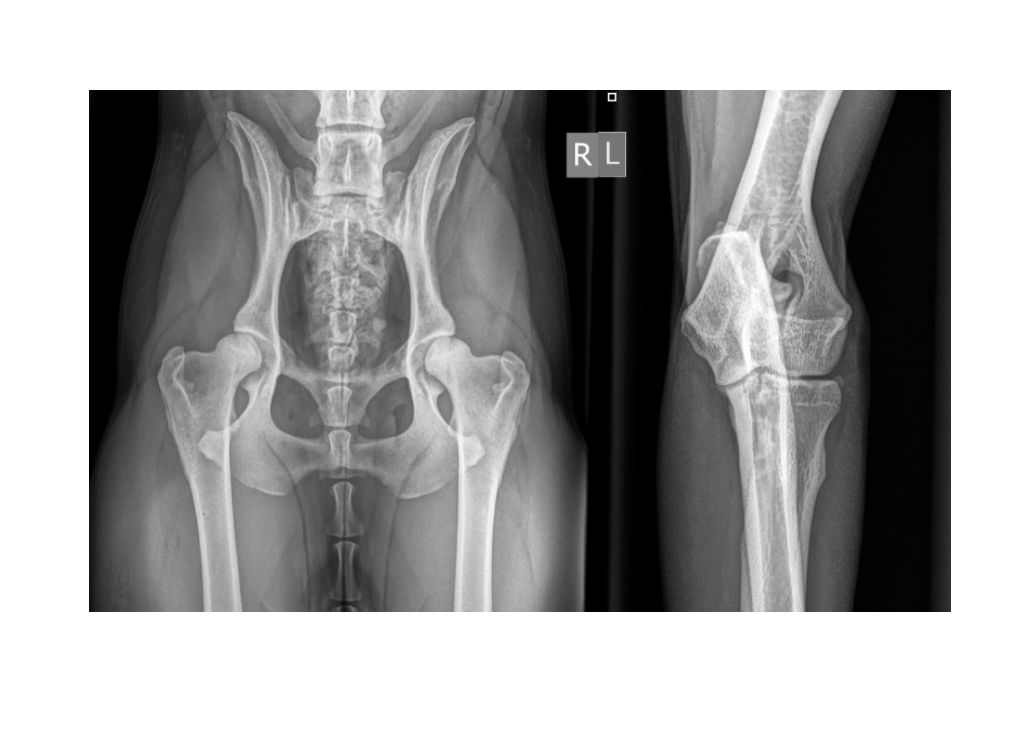HD en ED onderzoek Raad van Beheer - Dierenkliniek IJsselmuiden